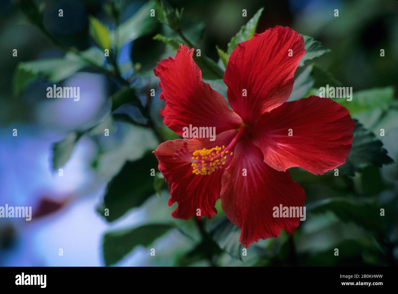 FRENCH POLYNESIA, SOCIETY ISLANDS, BORA BORA, RED HIBISCUS FLOWERS ...