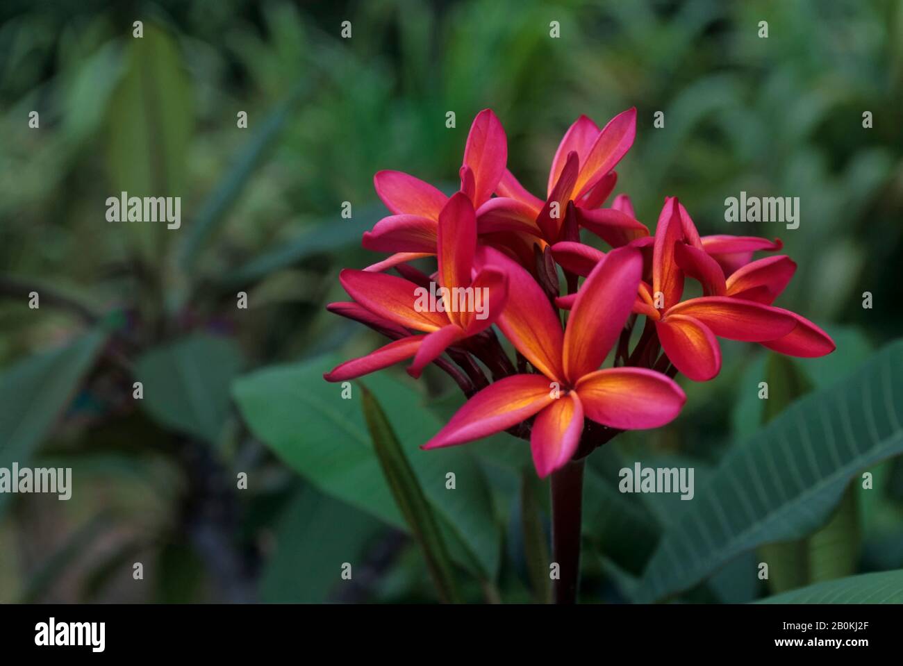 FRENCH POLYNESIA, SOCIETY ISLANDS, HUAHINE, ORANGE/RED FRANGIPANI ...