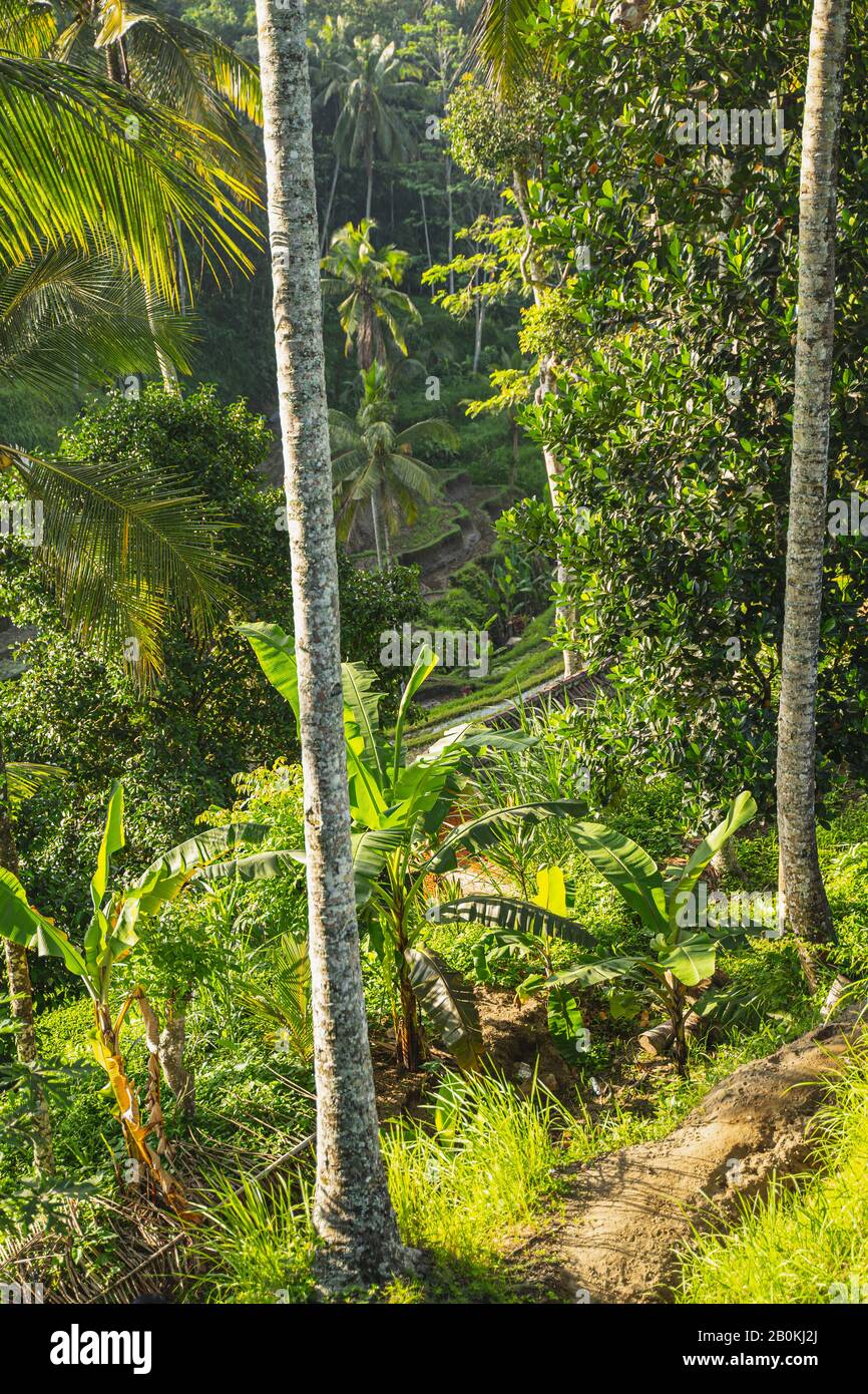 Exotic rice terraces being on the background Stock Photo - Alamy