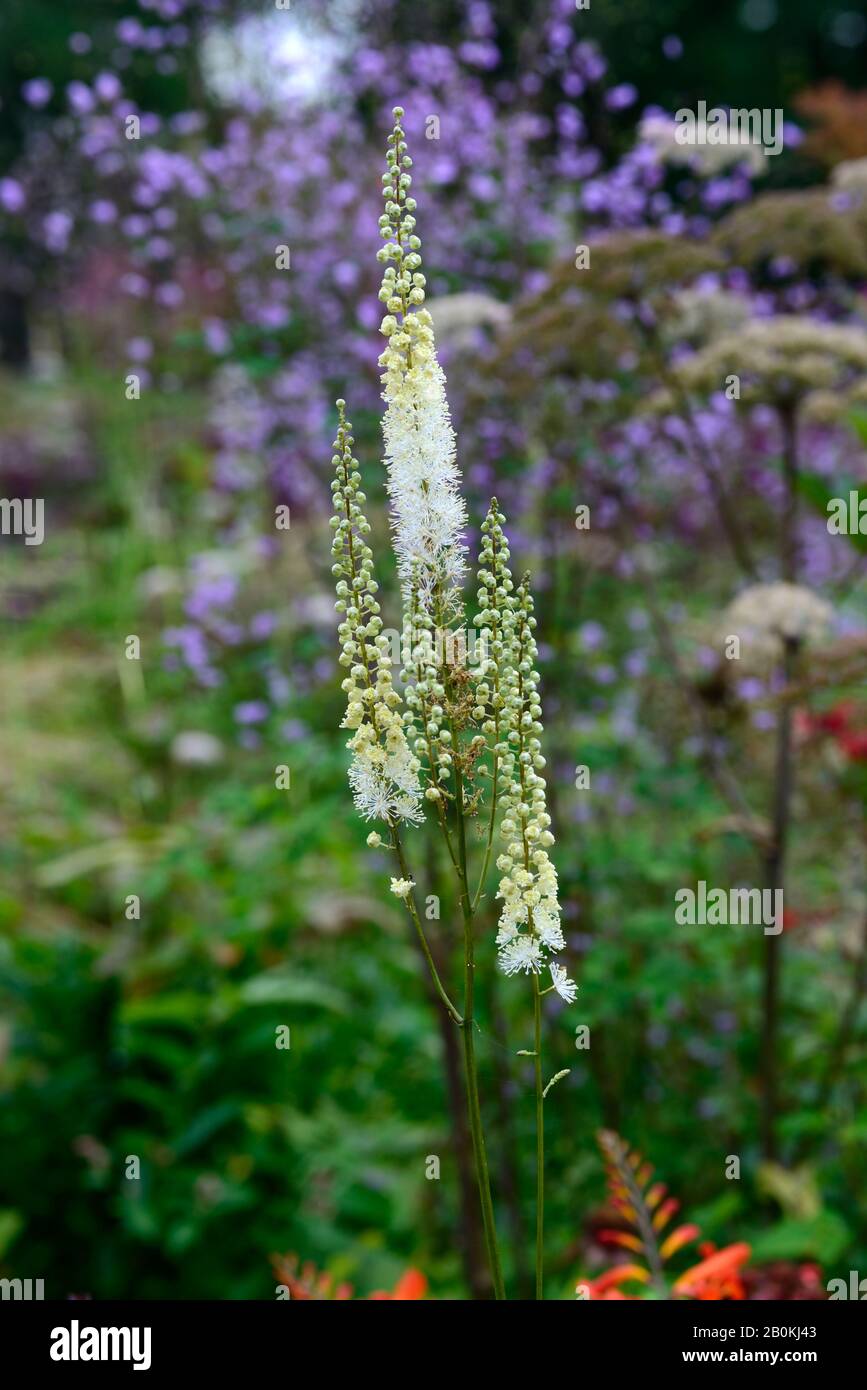 Actaea cordifolia blickfang hi-res stock photography and images - Alamy