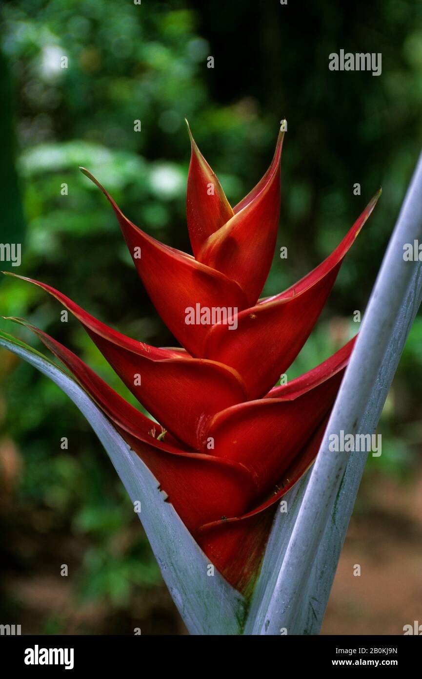 Tahiti french polynesia vegetation hi-res stock photography and images ...