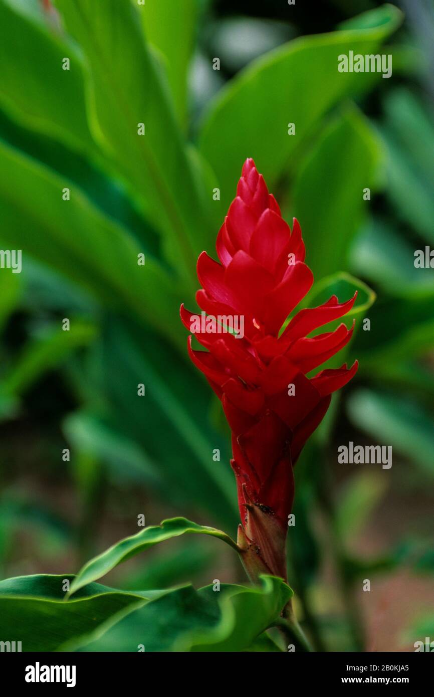Tahiti island flower hi-res stock photography and images - Alamy