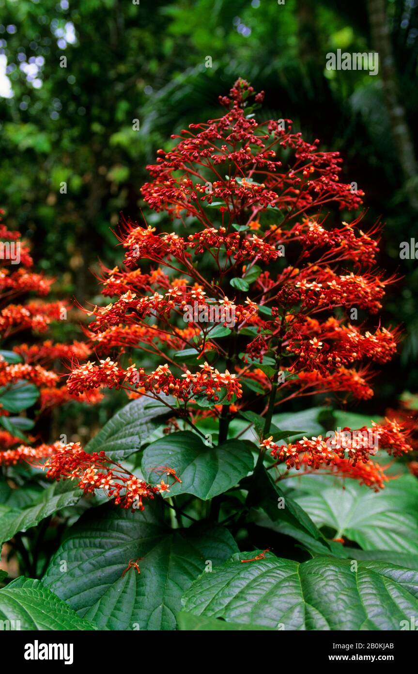 Pagoda flower hi-res stock photography and images - Alamy