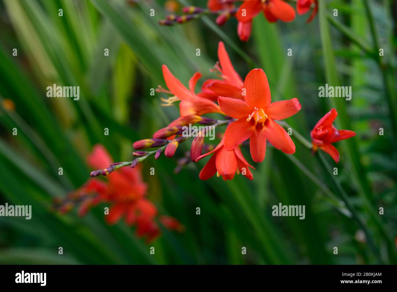 Crocosmia Walberton Red,crocosmias,montbretia,orange red flowers,flower ...
