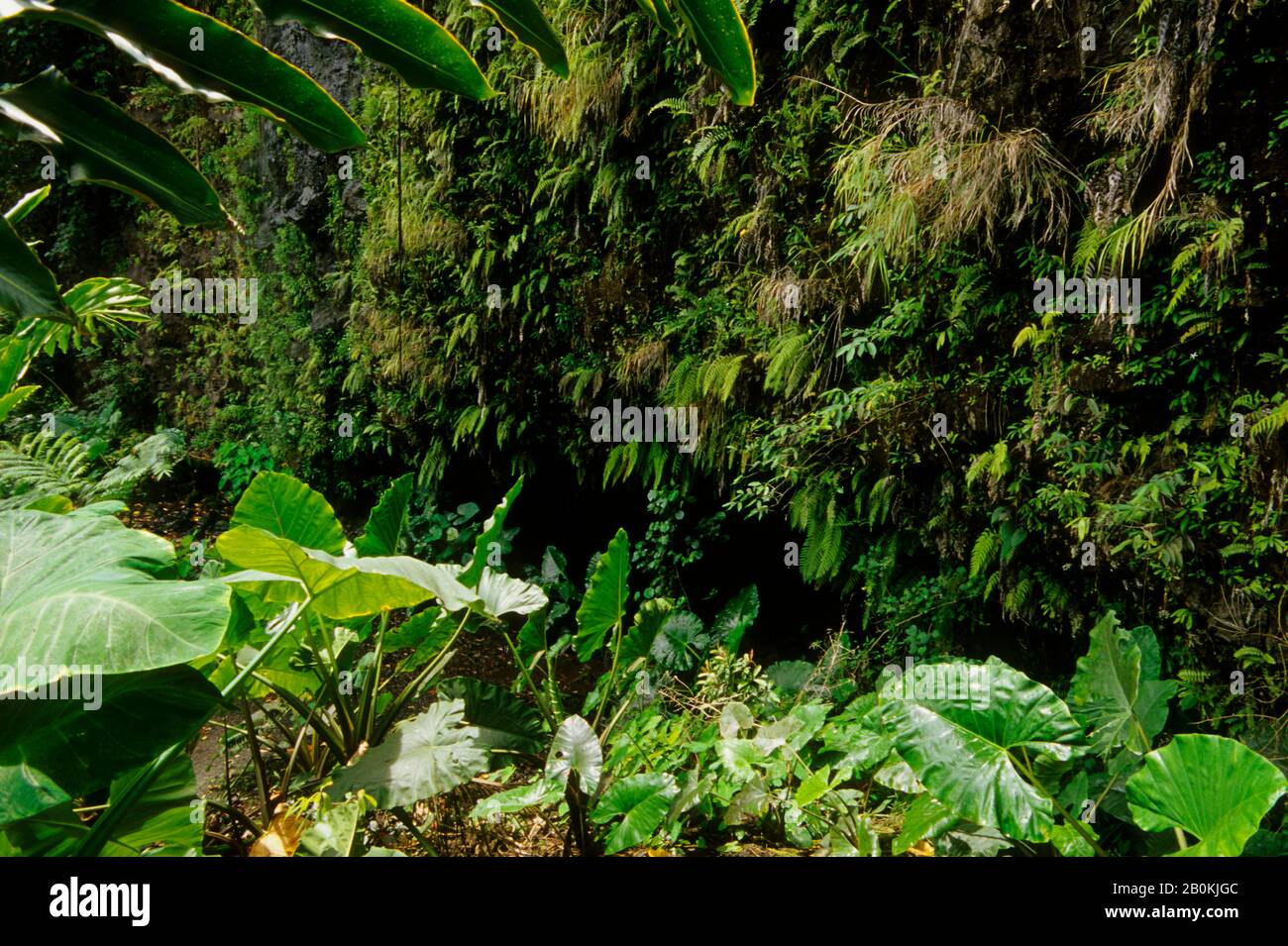 Tahiti french polynesia vegetation hi-res stock photography and images ...