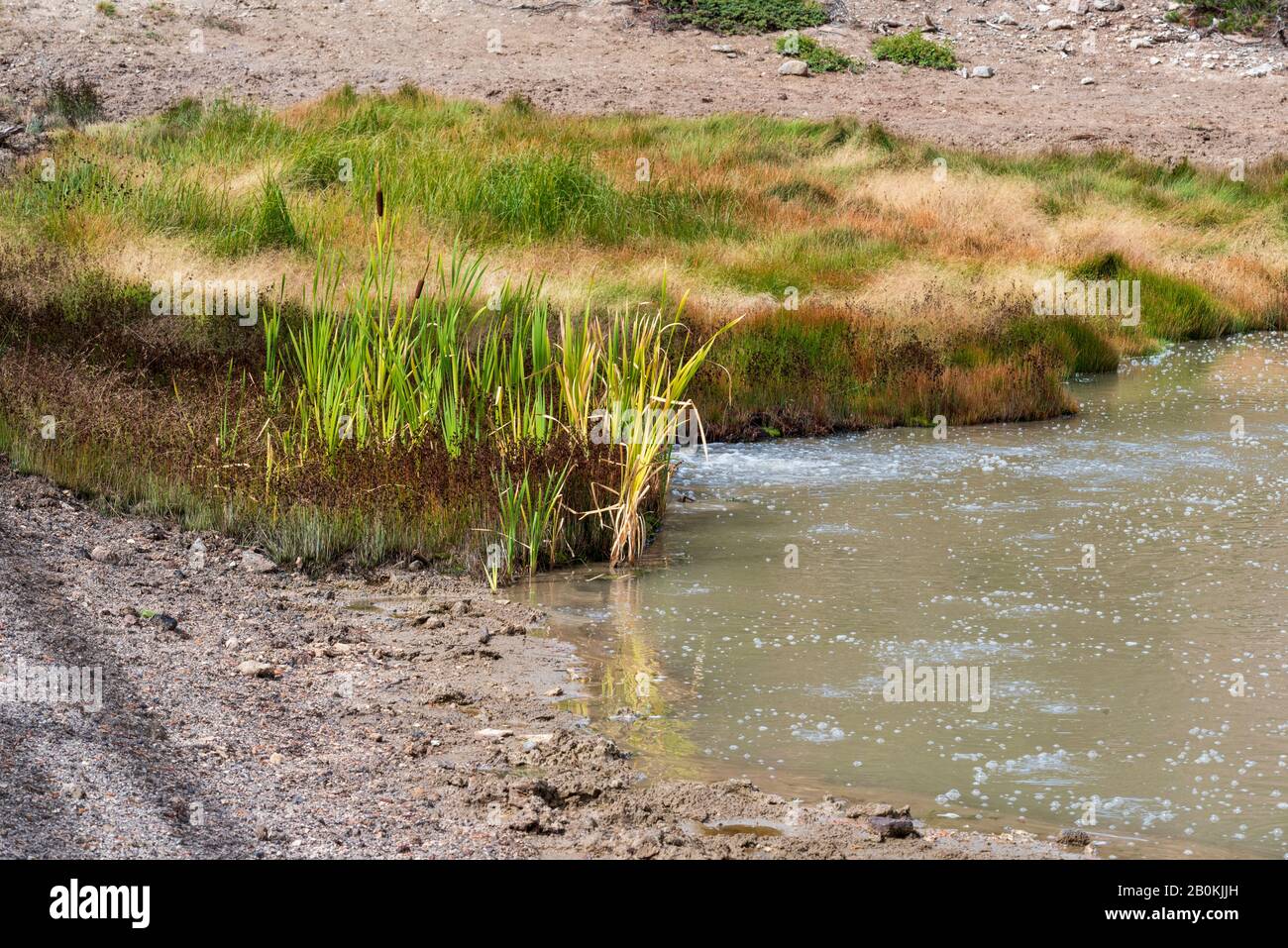 Cattails Water High Resolution Stock Photography and Images - Alamy