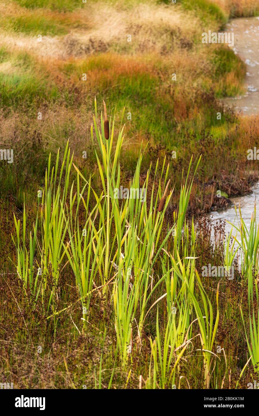 Cattails Water High Resolution Stock Photography and Images - Alamy