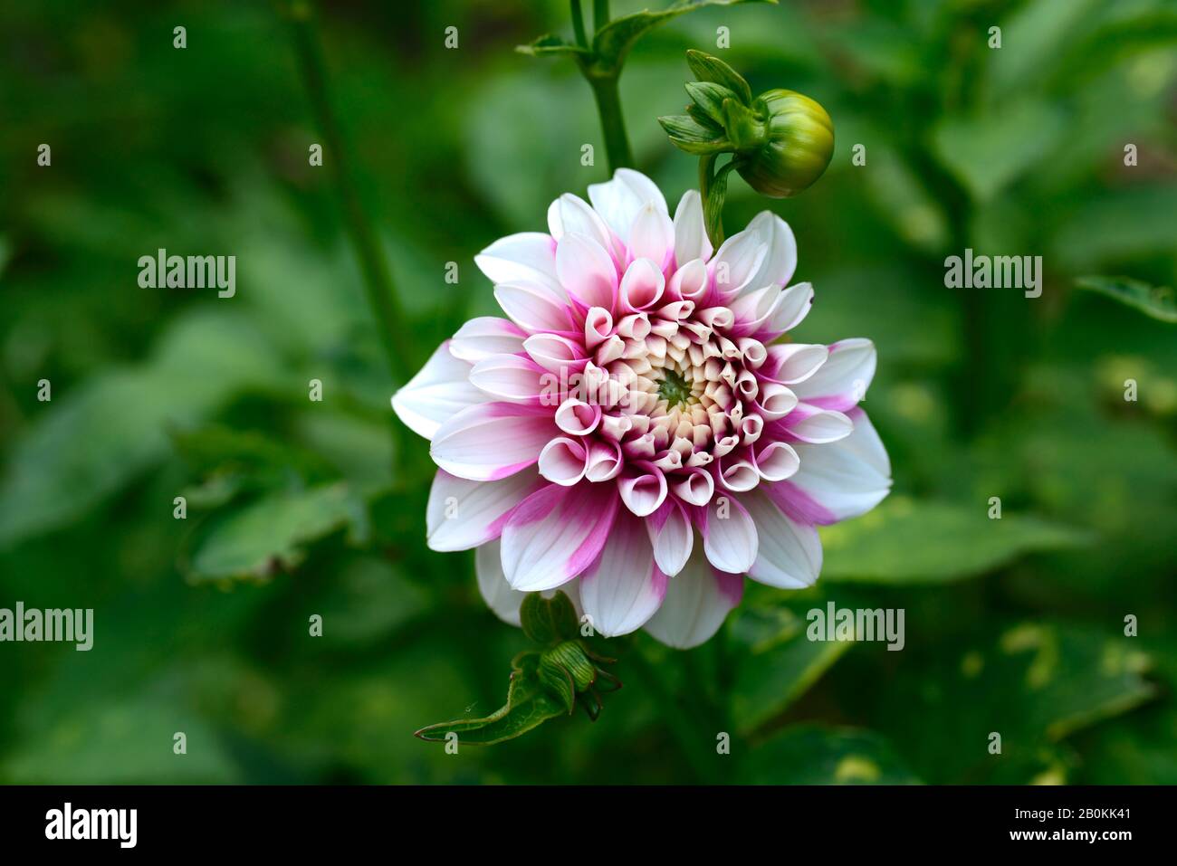 Fuzzy wuzzy hi-res stock photography and images - Alamy