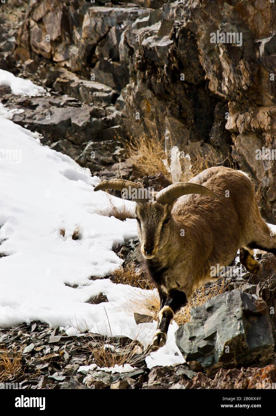 Himalayan blue sheep, naur (Pseudois nayaur), Hemis National Park ...