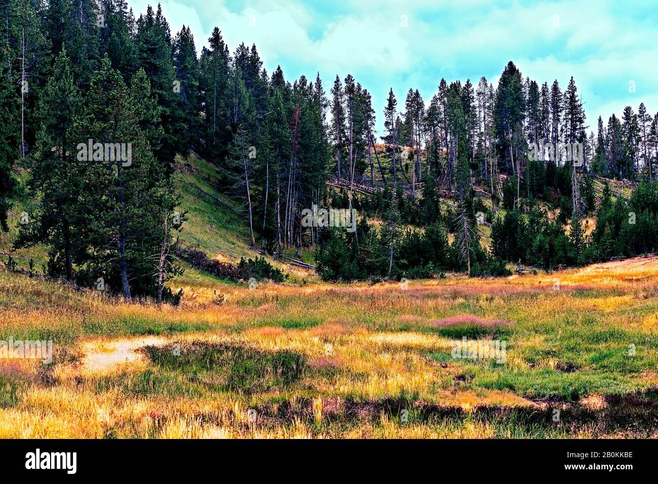 Green pine forest on hillside with grassy valley below Stock Photo - Alamy