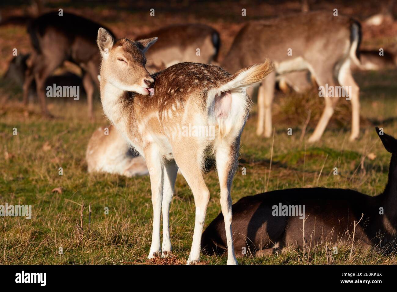 Female fallow deer grooming Stock Photo - Alamy