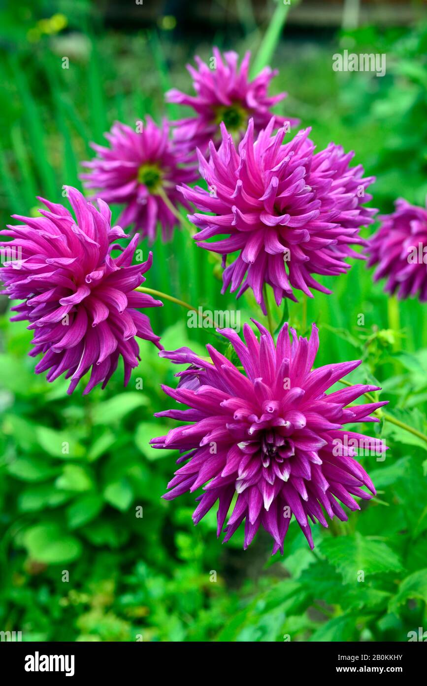 Dahlia nadine jessie hi-res stock photography and images - Alamy
