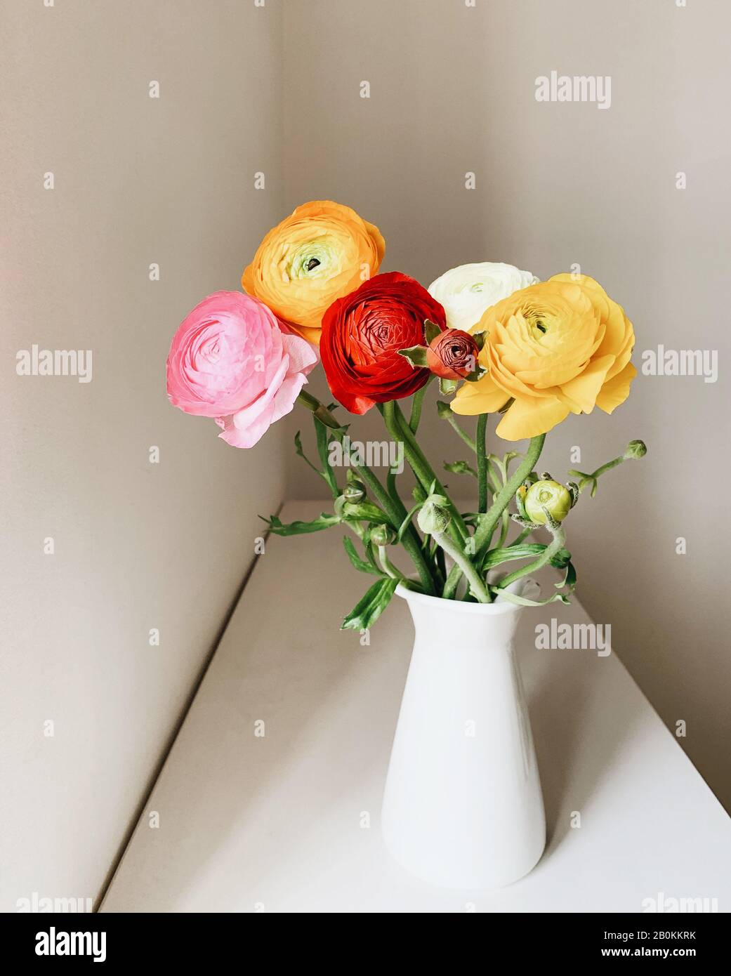 Beautiful fresh colorful ranunculus flowers in full bloom in vase Stock ...