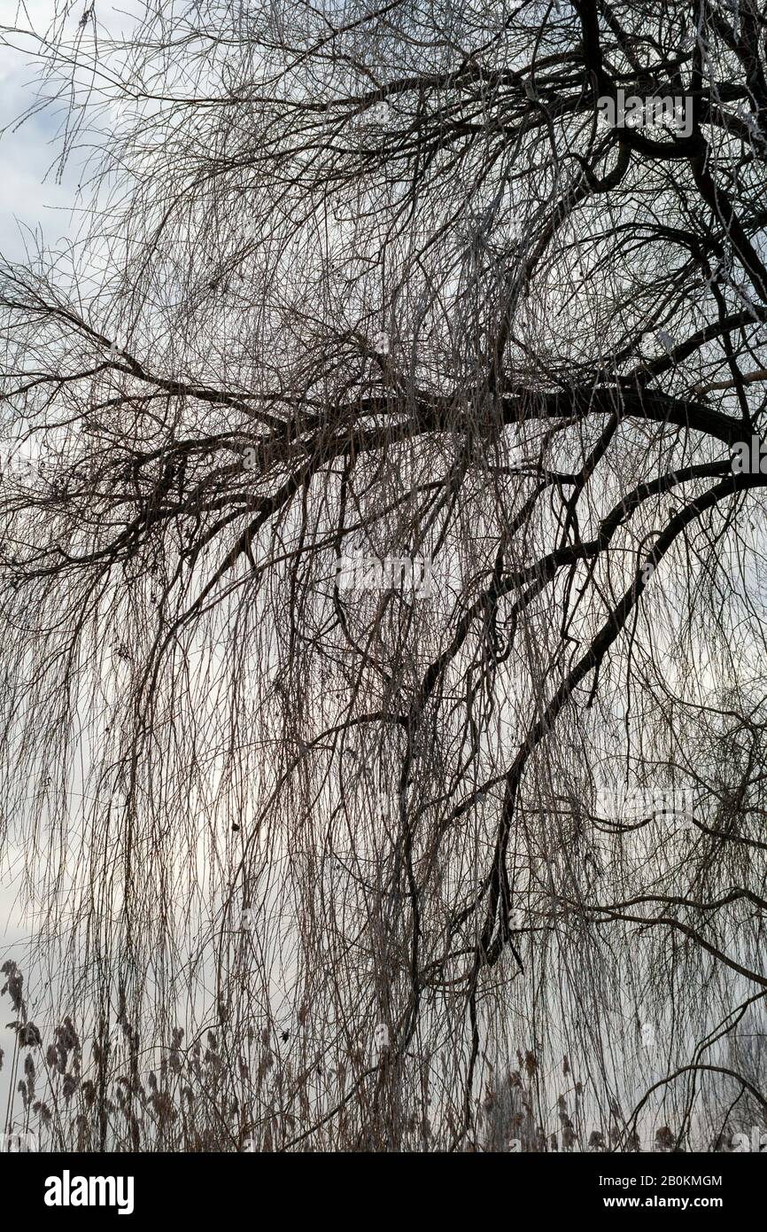 Winter trees in the hungarian countryside Stock Photo - Alamy