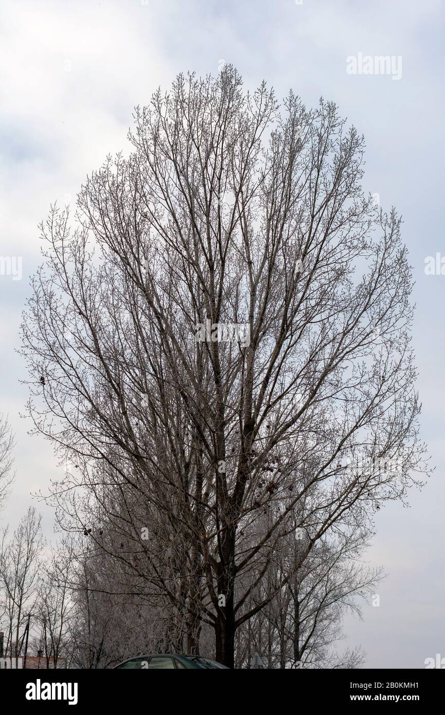 Winter trees in the hungarian countryside Stock Photo - Alamy