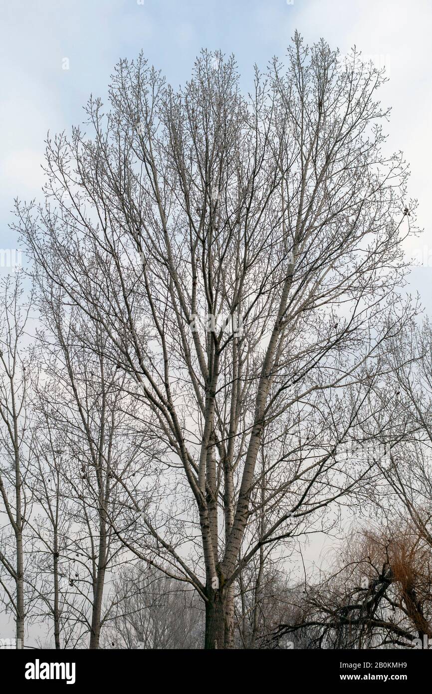 Winter trees in the hungarian countryside Stock Photo - Alamy