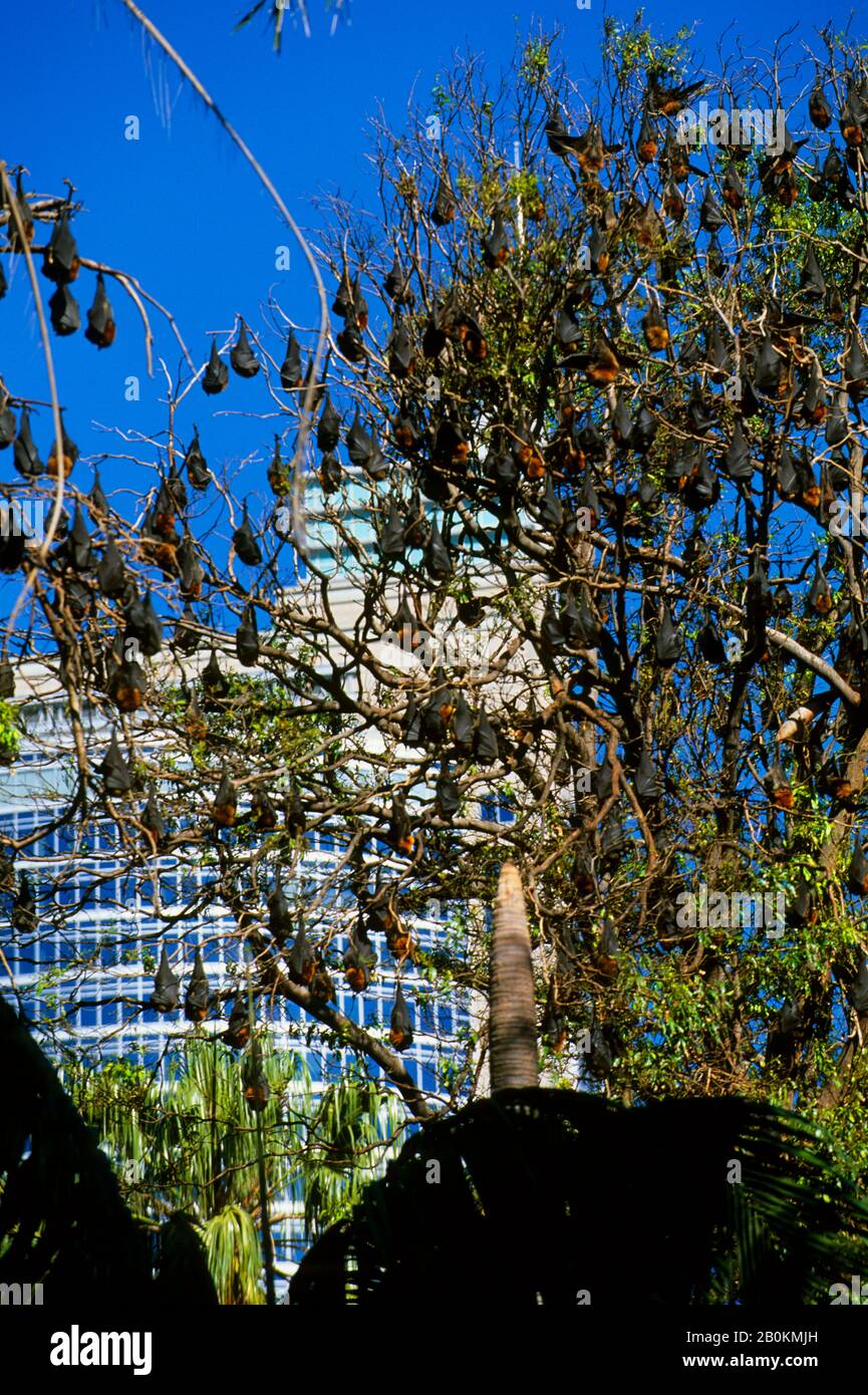 AUSTRALIA, SYDNEY, ROYAL BOTANICAL GARDEN, GRAY HEADED FLYING FOXES ...