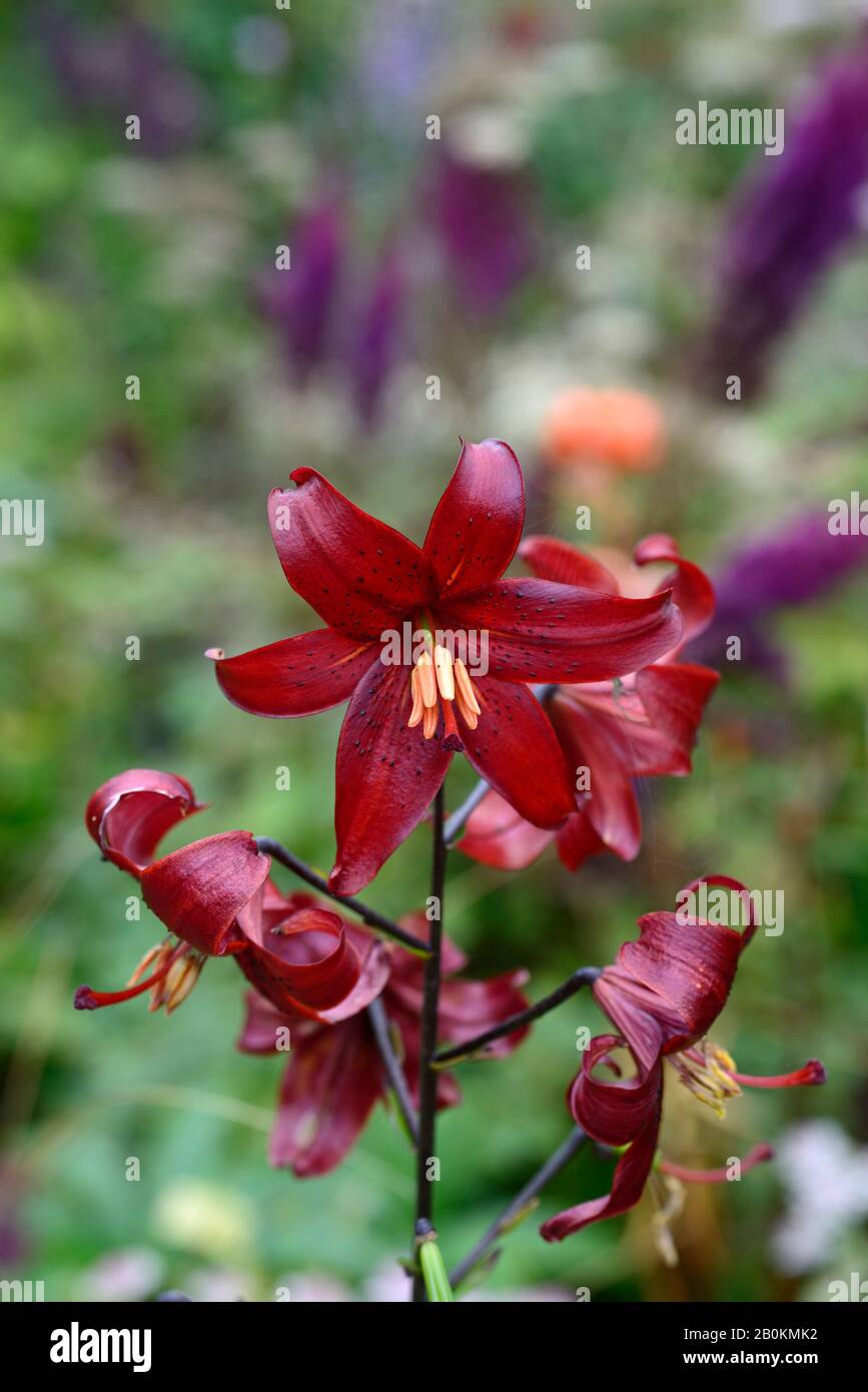 Tiger lilies flowers hi-res stock photography and images - Alamy