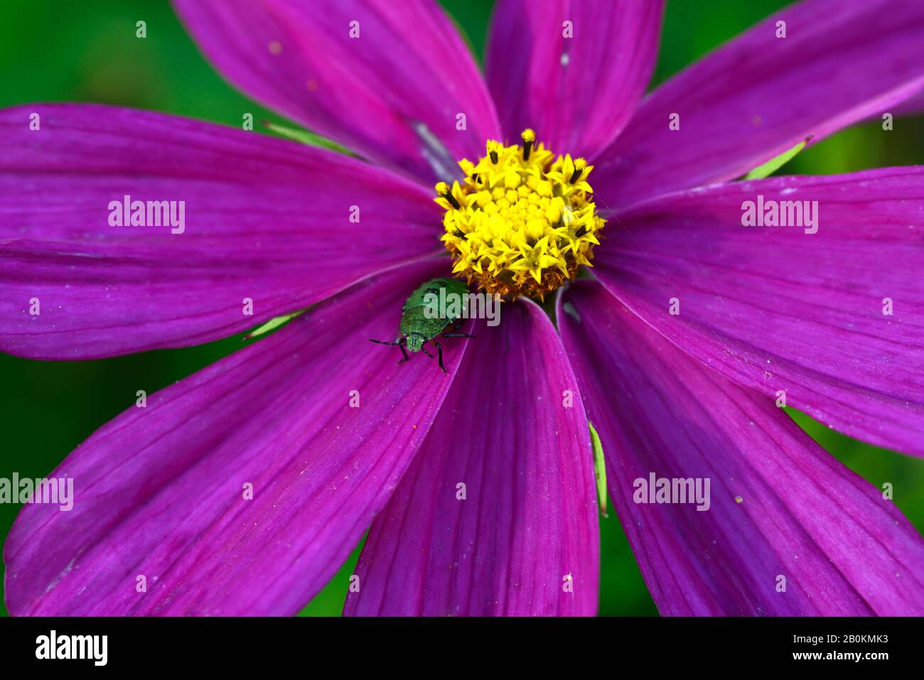 green shield bug,purple cosmos flower,garden insect,willdlife,insects ...