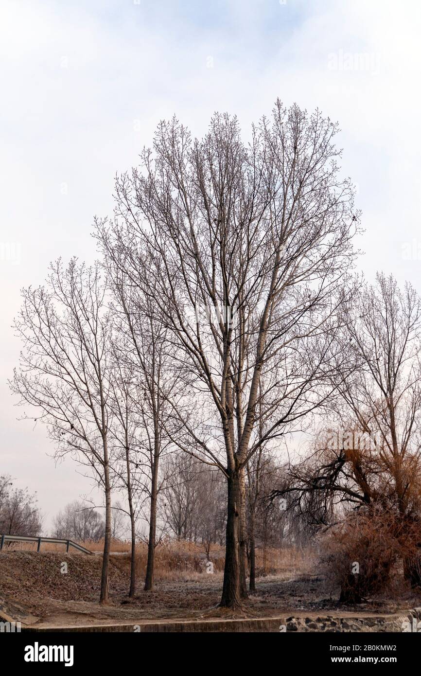 Winter trees in the hungarian countryside Stock Photo - Alamy