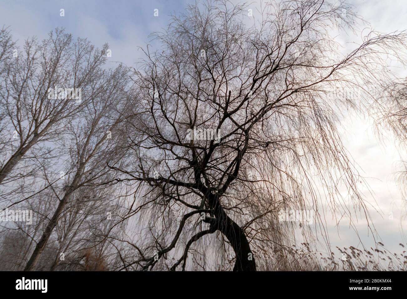 Winter trees in the hungarian countryside Stock Photo - Alamy
