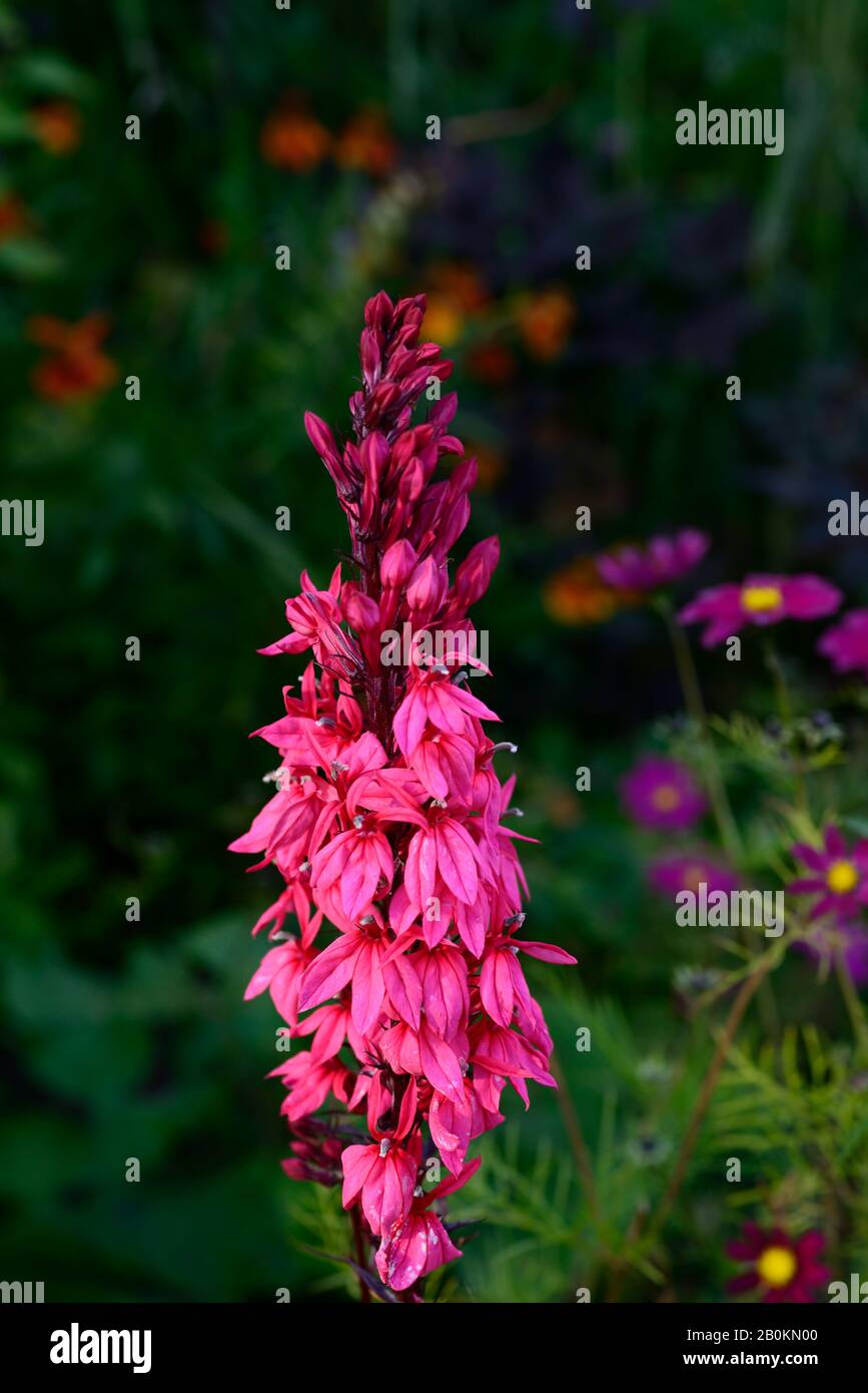 Lobelia × speciosa Fan Lachs (Fan Series),lobelia Fan Lachs,salmon pink ...