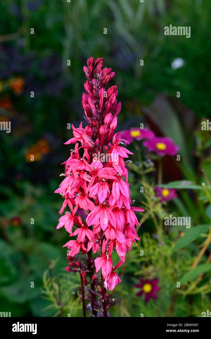 Lobelia × speciosa Fan Lachs (Fan Series),lobelia Fan Lachs,salmon pink ...