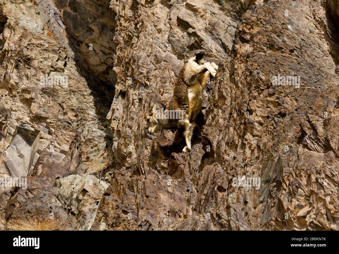 Blue sheep ladakh hi-res stock photography and images - Alamy