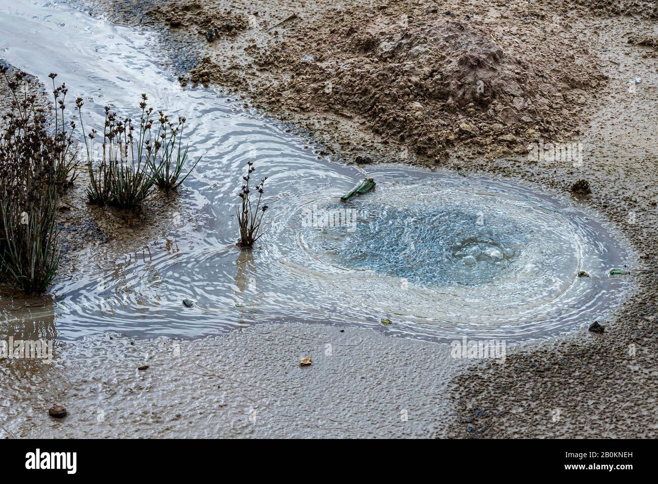 Bubbling hot springs surrounded by mud and small plants Stock Photo - Alamy