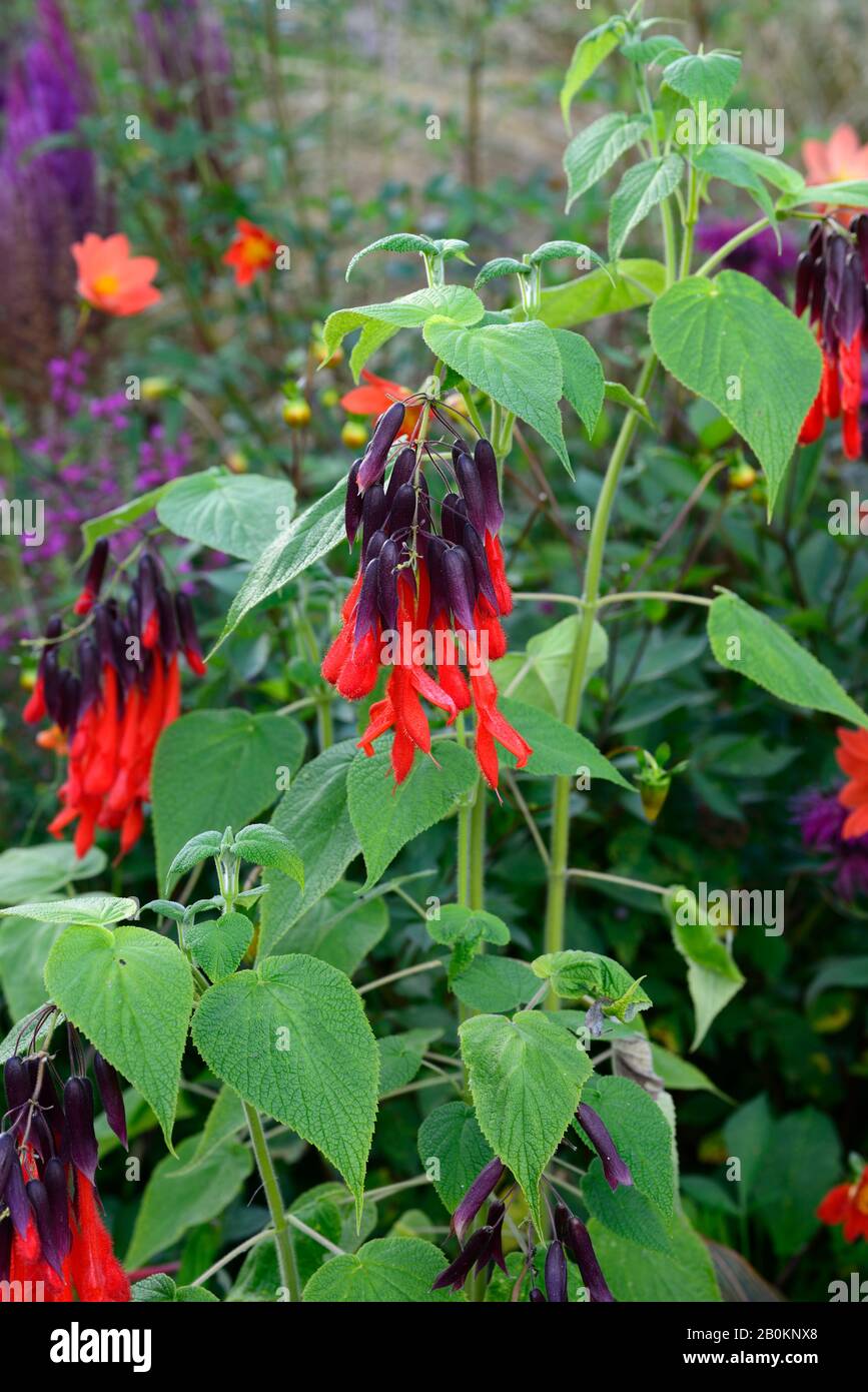 Salvia dombeyi,Sacred Incan Sage,giant bolivian sage, climber,vine ...