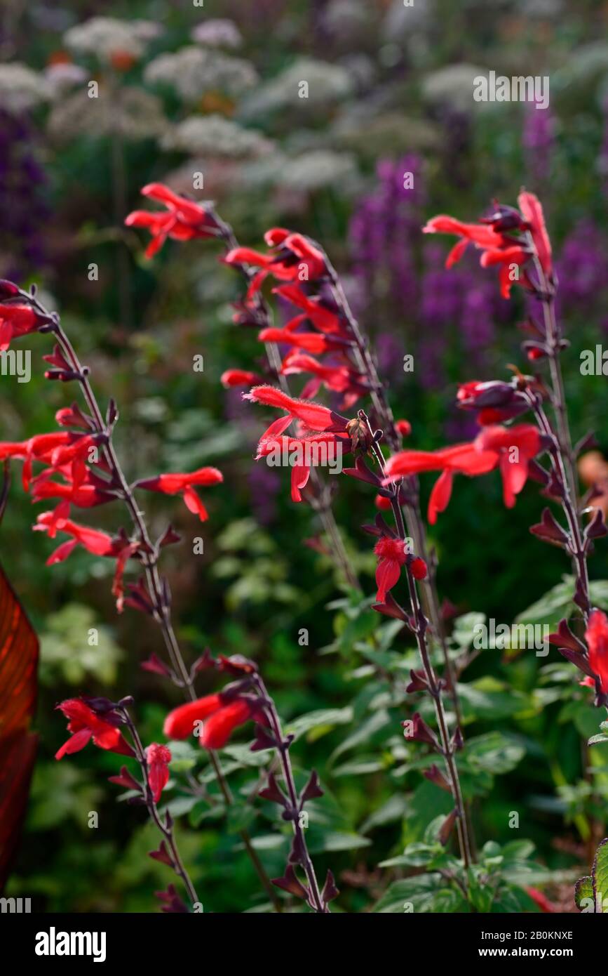 Salvia fulgens,syn Salvia cardinalis,Cardinal Salvia,sage,sages,red ...
