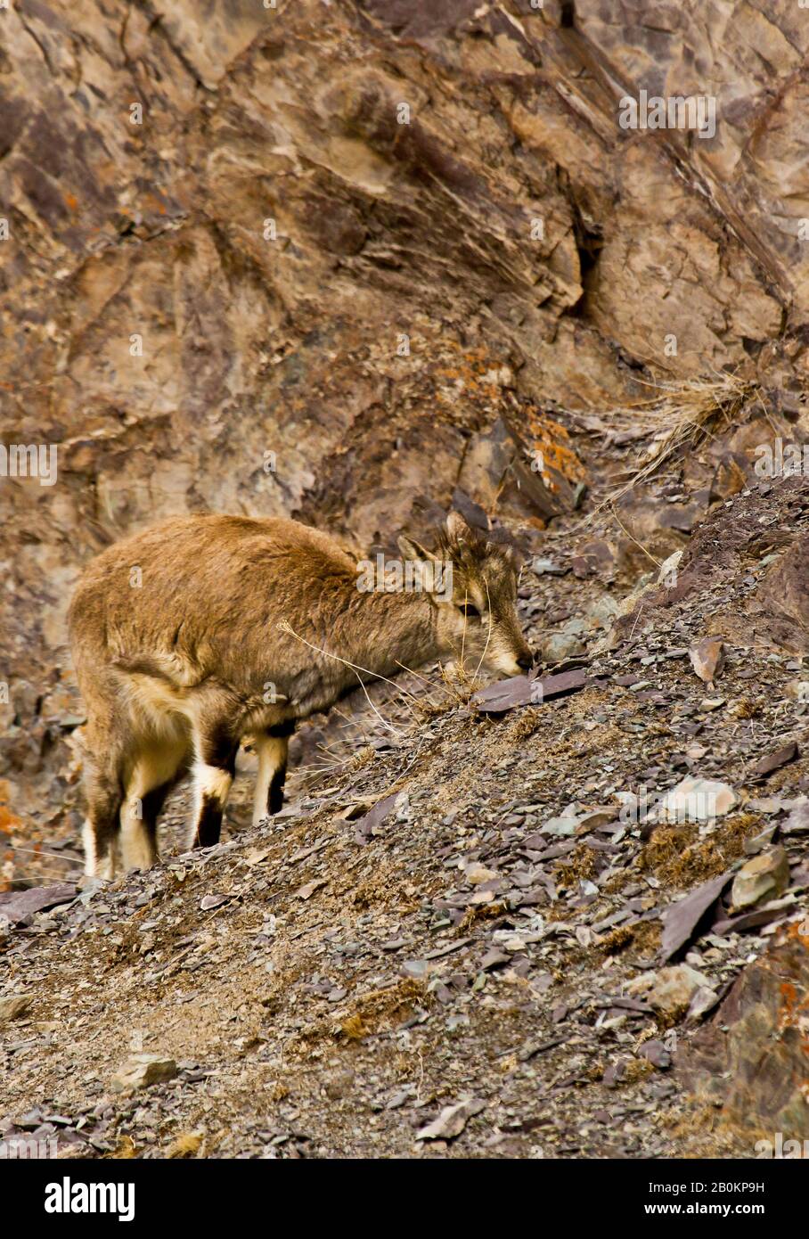 India sheep hi-res stock photography and images - Alamy