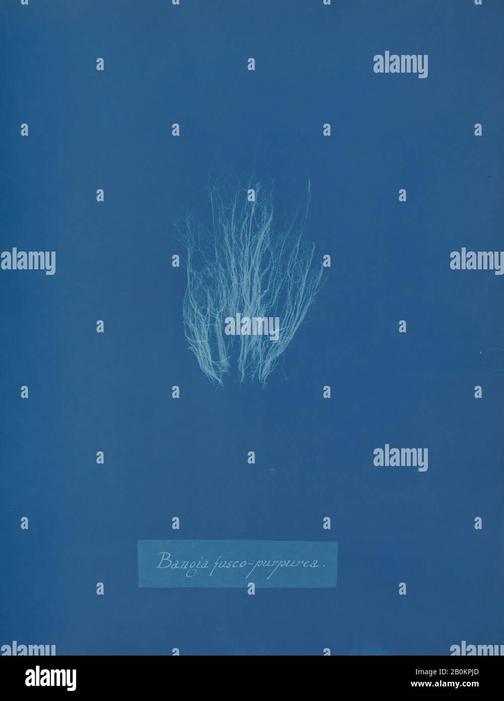 Bangia fusco purpurea hi-res stock photography and images - Alamy