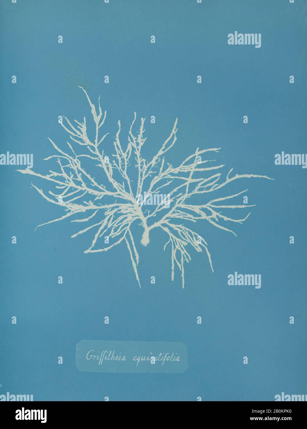 Anna Atkins, Griffithsia equisetifolia, Anna Atkins (British, 1799–1871 ...