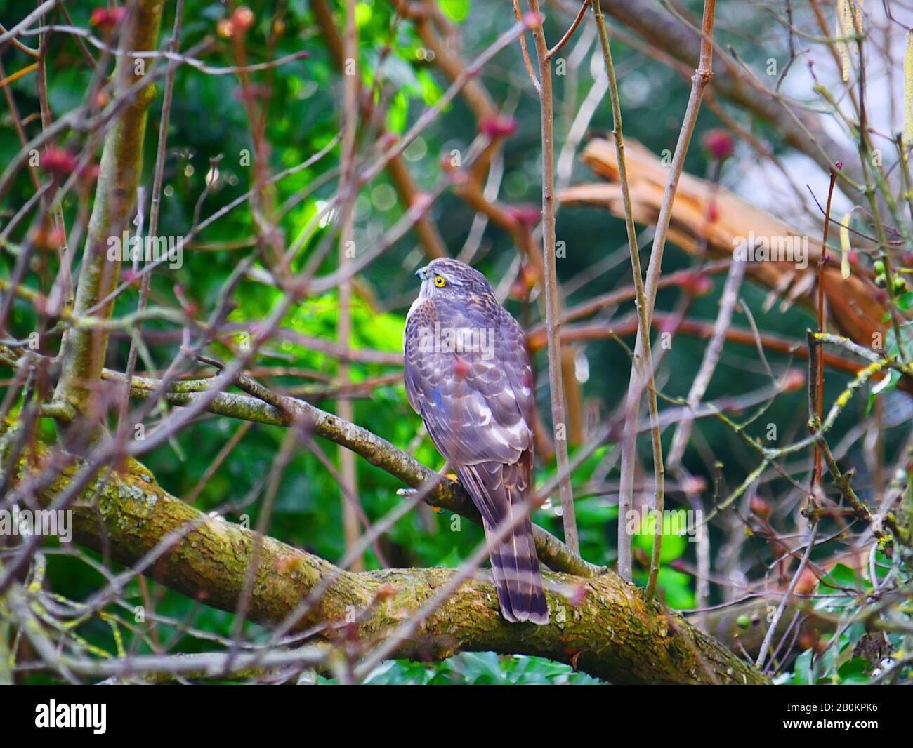 Ulm, Germany: A rare sparrowhawk in the Fishermen's quartier ...