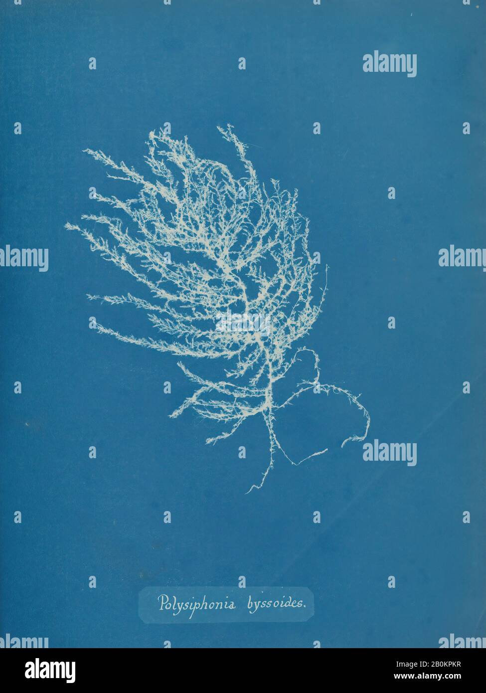 Polysiphonia byssoides hi-res stock photography and images - Alamy