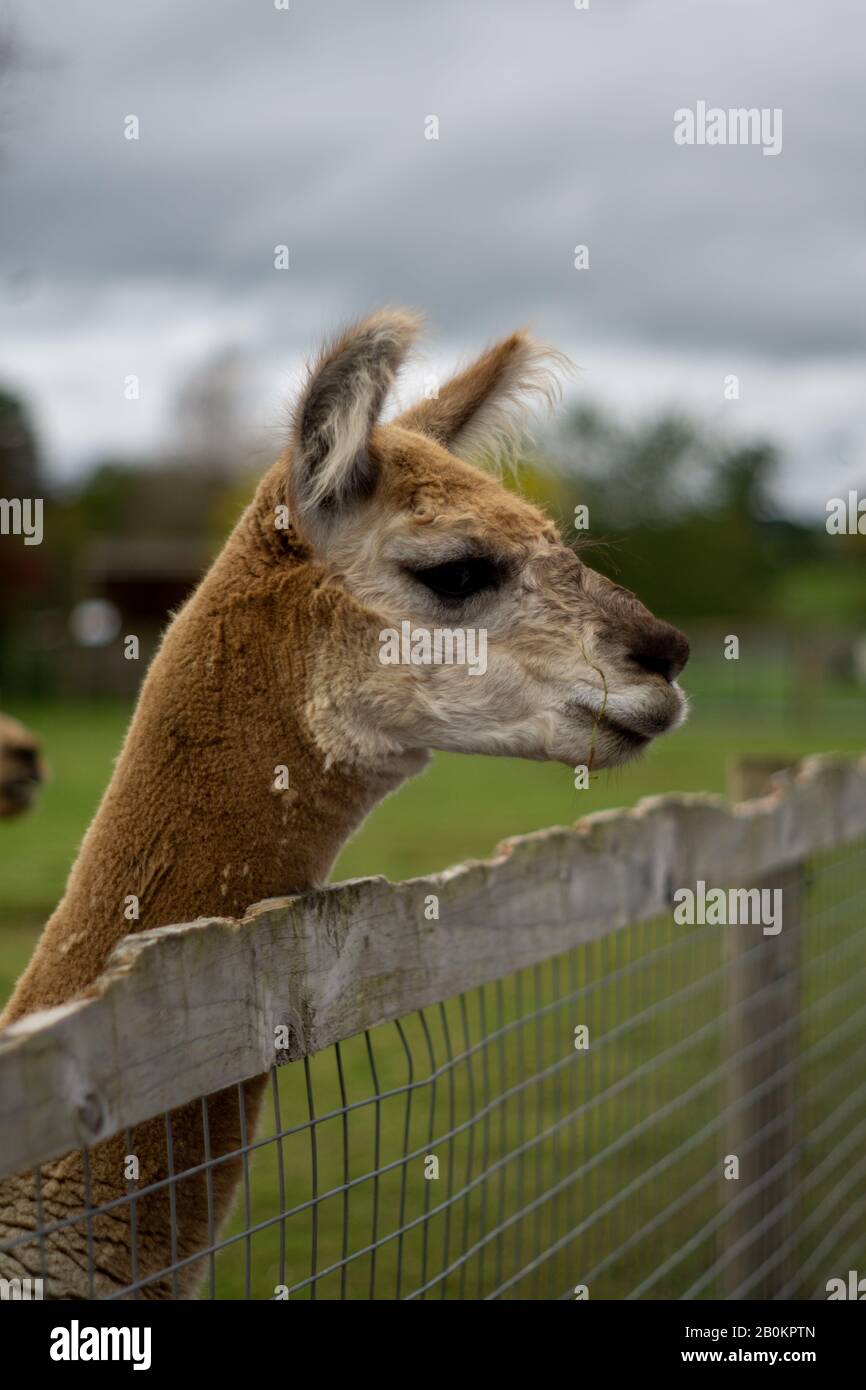 llama waiting for food by a fence Stock Photo - Alamy