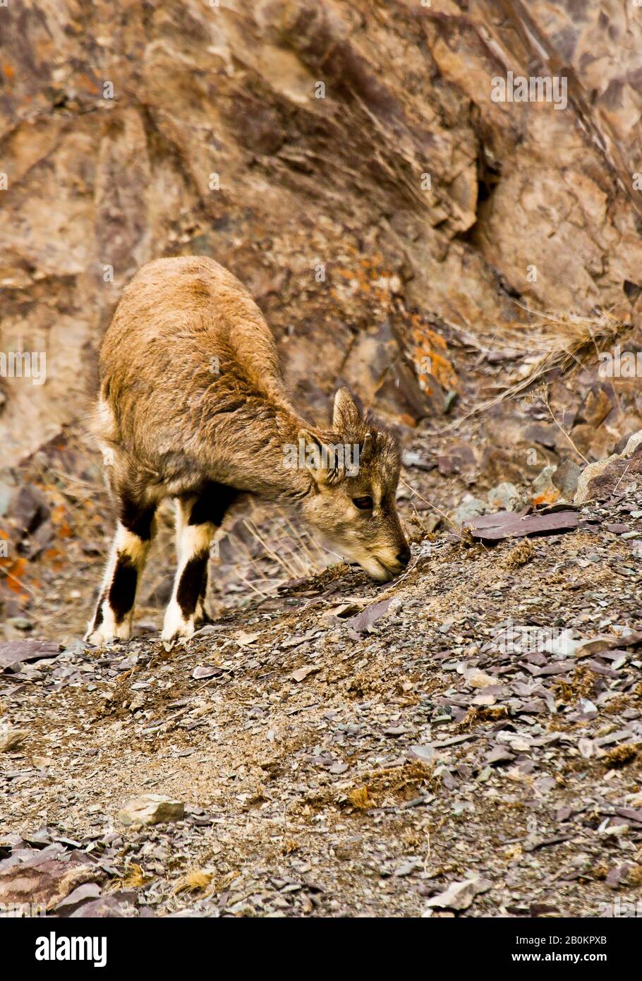 Himalayan blue sheep, naur (Pseudois nayaur), Hemis National Park ...
