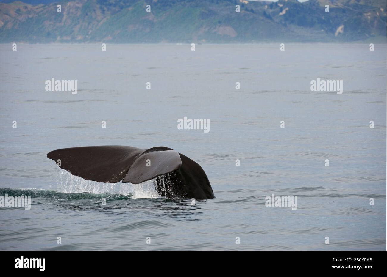 Fluke sperm whale physeter hi-res stock photography and images - Alamy