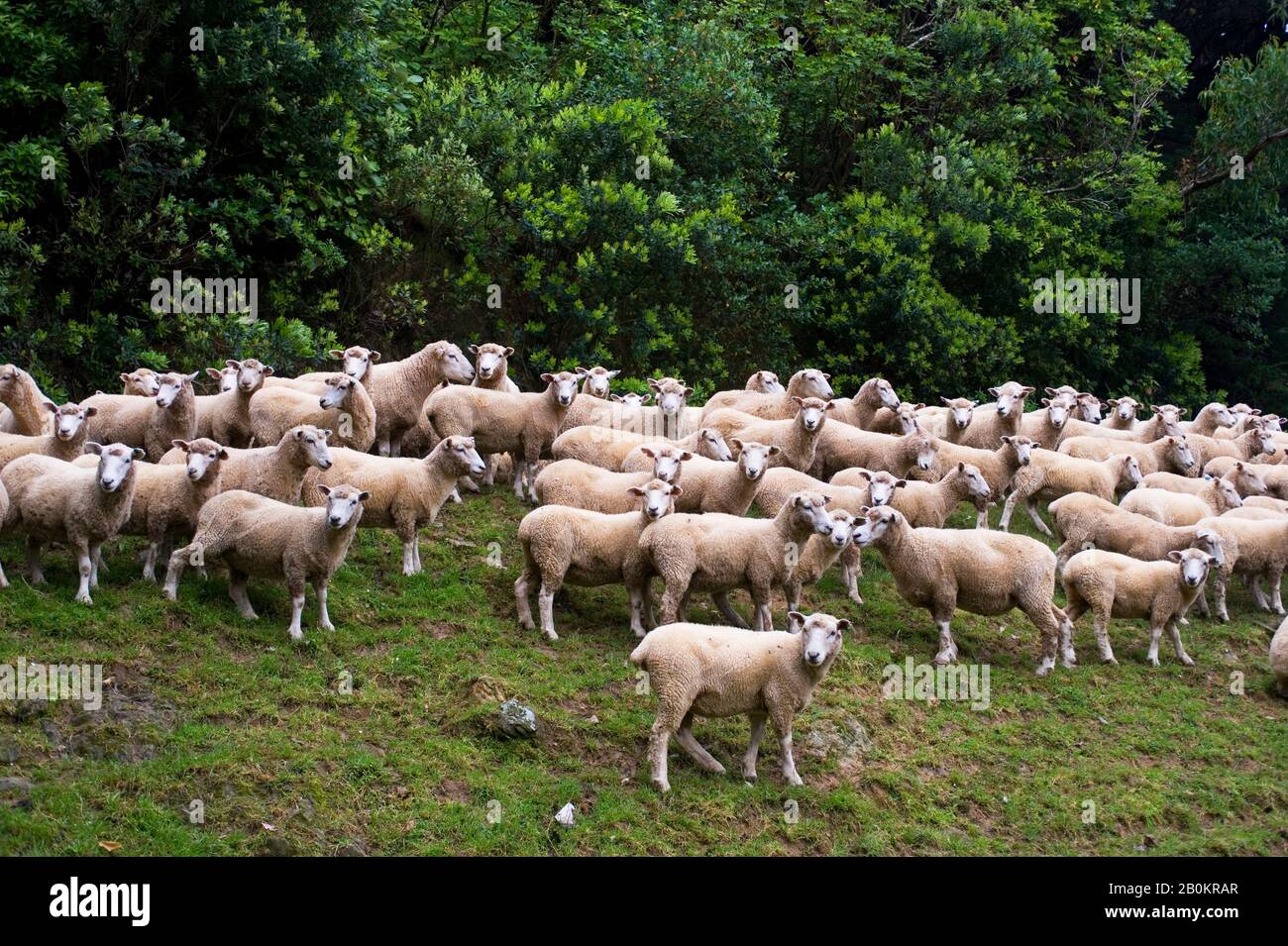 NEW ZEALAND, SOUTH ISLAND, MARLBOROUGH SOUNDS, SHAND FAMILY HOMESTAED ...