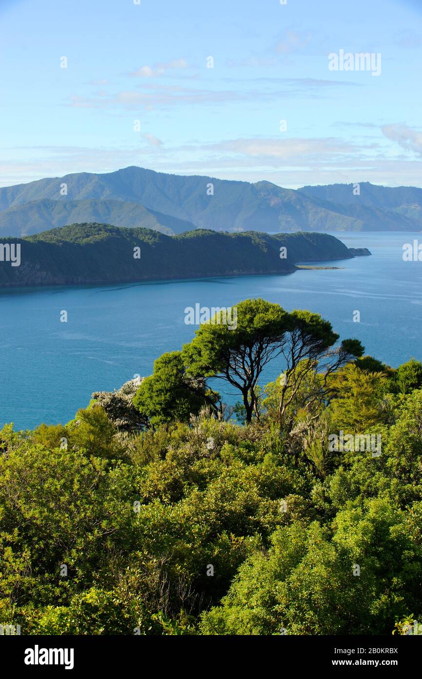 New Zealand Motuara Island High Resolution Stock Photography and Images ...