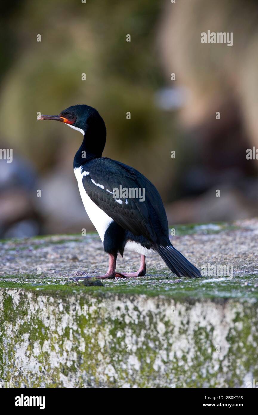 NEW ZEALAND, SUB-ANTARCTICA, CAMPBELL ISLAND, CAMPBELL ISLAND SHAG ...