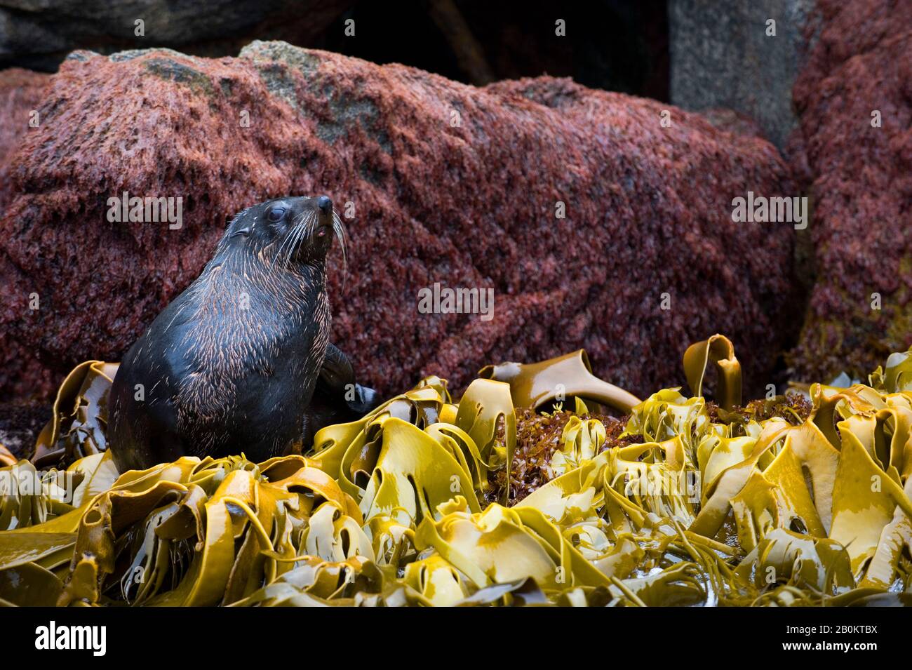 NEW ZEALAND, SUB-ANTARCTICA, SNARES ISLAND, NEW ZEALAND FUR SEAL Stock ...