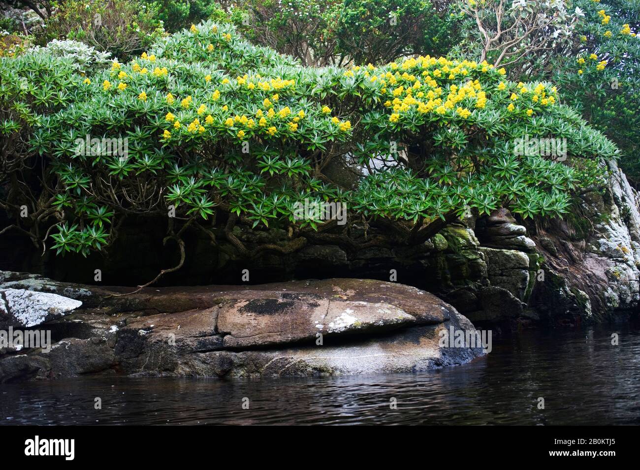NEW ZEALAND, SUB-ANTARCTICA, SNARES ISLAND, FLOWERING TREE DAISY Stock ...