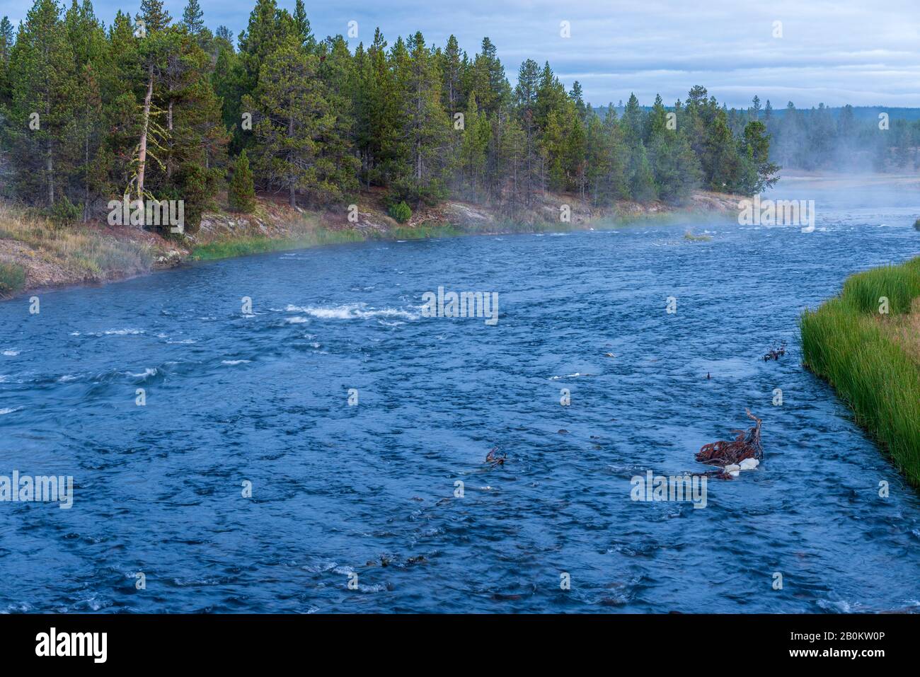 Peaceful river flowing beside green forest trees Stock Photo - Alamy