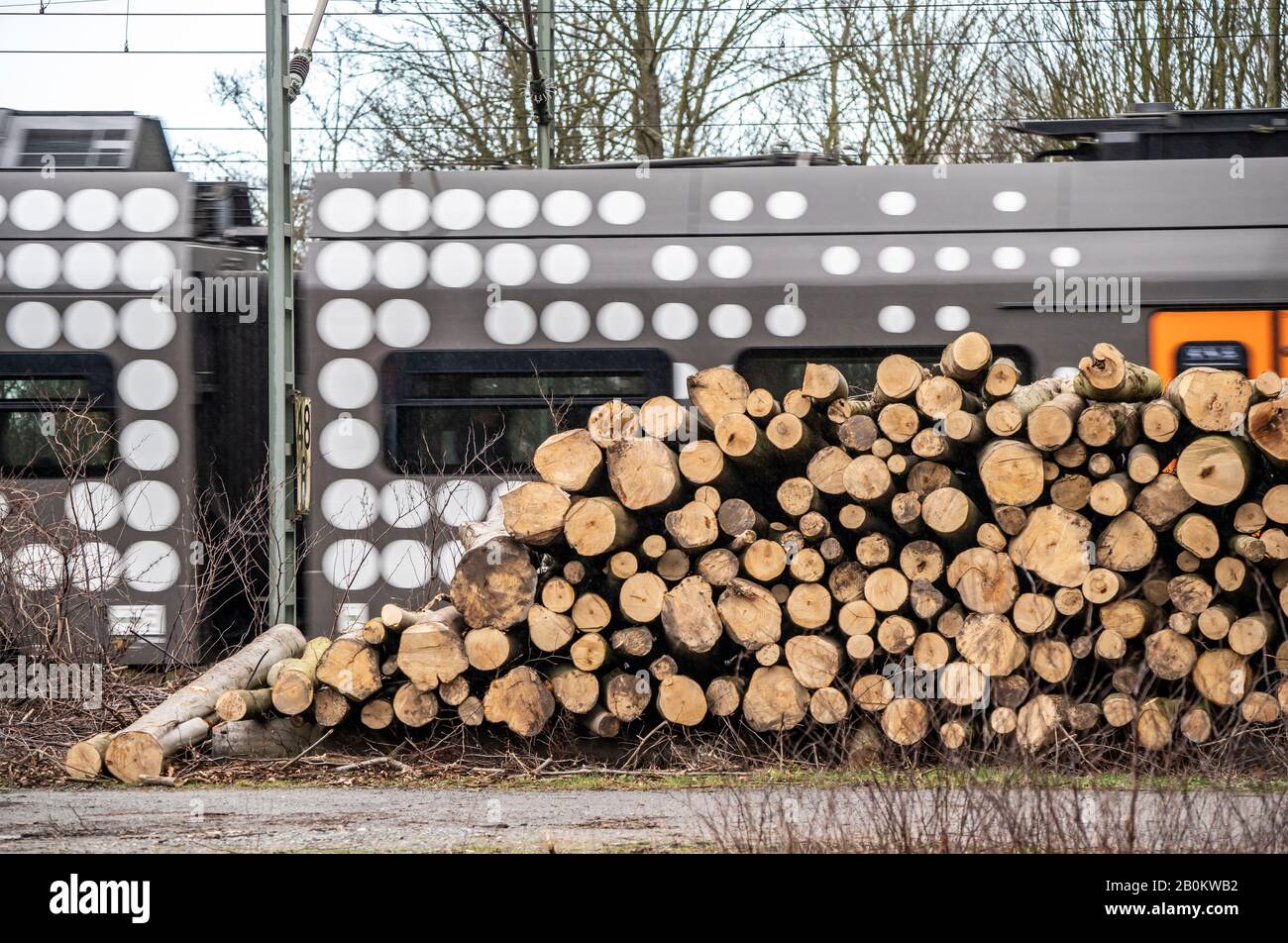 Trees felled after hurricane Sabine, February 2020, along the railway ...