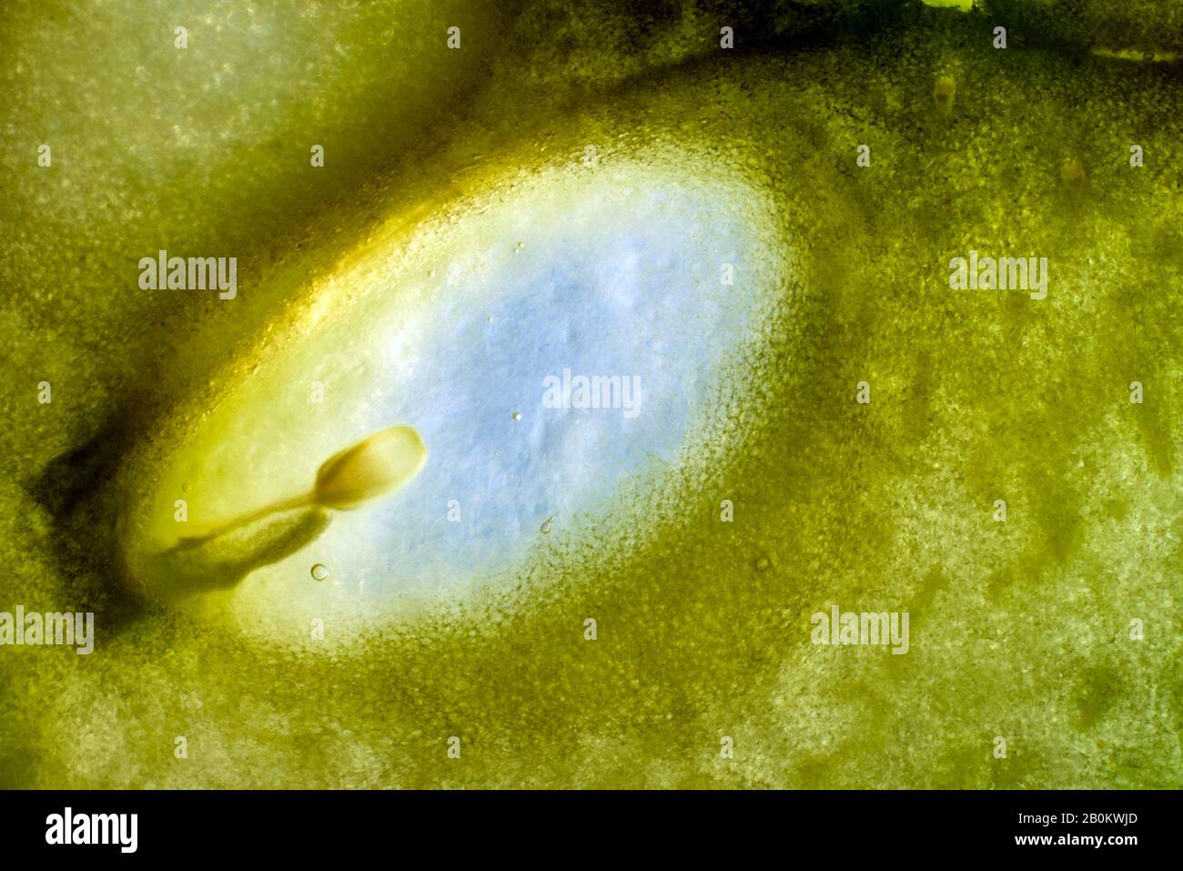 Organic background concept. Creative, colorful macro image of cucumber ...