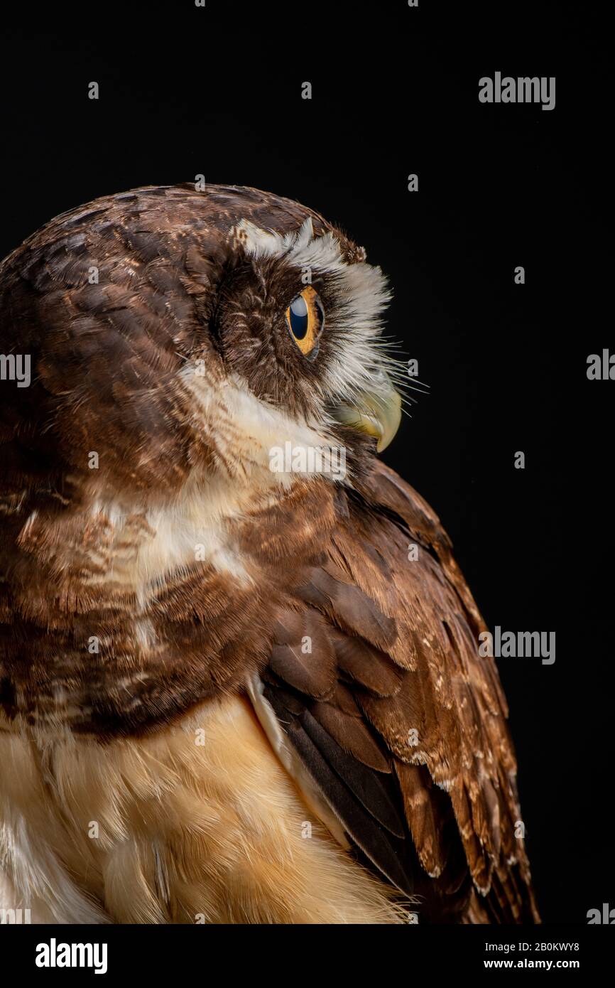 Hawk eye owl hi-res stock photography and images - Alamy