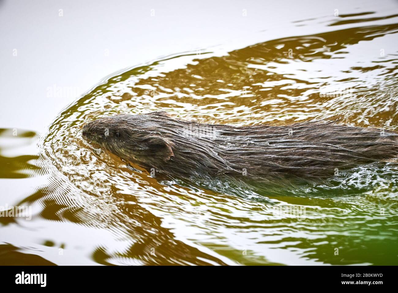 Muskrat rodent (Ondatra zibethicus) swimming in river Stock Photo - Alamy