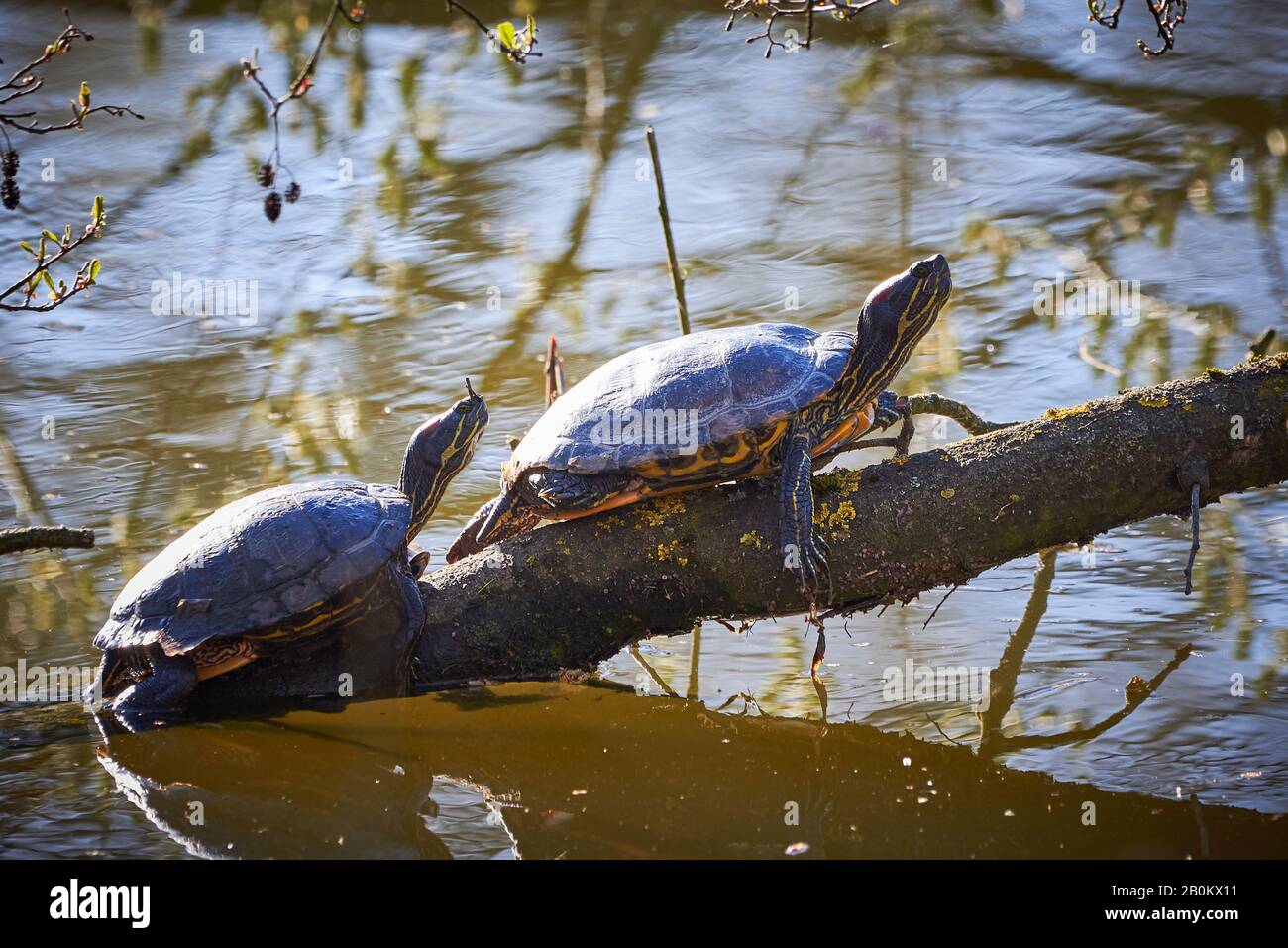 Yellow bellied slider turtles hi-res stock photography and images - Alamy